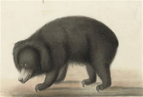 A Sloth Bear Melursus Ursinus By Jean Lavalette On Artnet