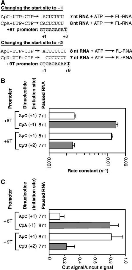 The Positions Of The Rate Limiting Step And The Last Step Requiring
