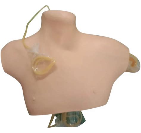 Plastic Central Venous Biological Model For Education At Rs 3500 In Ambala