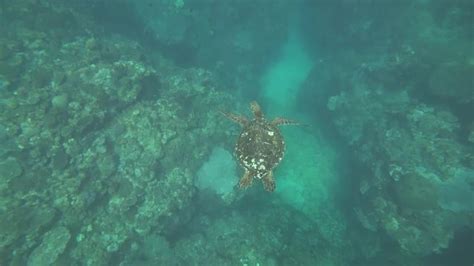 「ayamaru」の写真素材 145件の無料イラスト画像 Adobe Stock