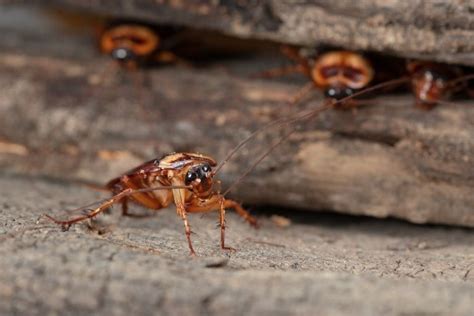 Sponsored Love Cockroach Exterminator Services Essential For Health Conscious New Homeowners