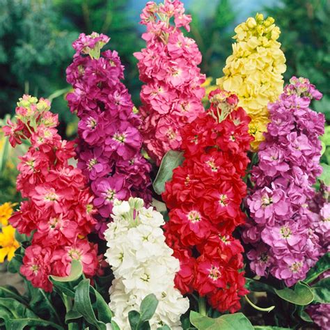 Stock Mix Mattiola Incana 326 Etsy