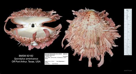 Shell Of The Week The Giant Eastern Murex Bailey Matthews National