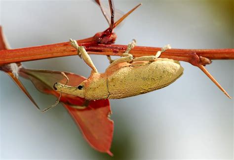 Microscope World Blog Weevil