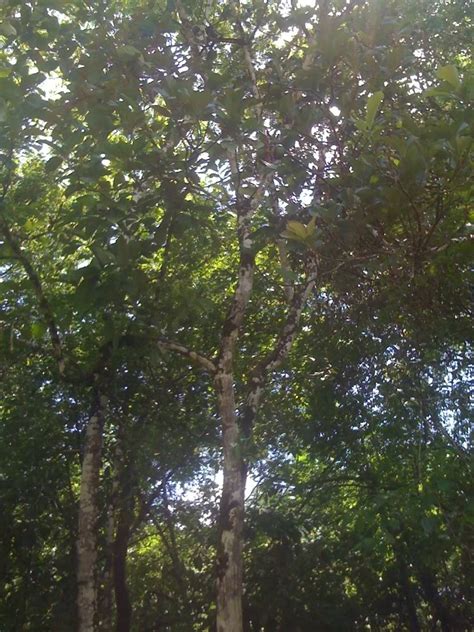 Avocado Tree Pictures Images Photos Facts On Avocado Trees