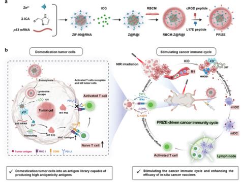Restoring Tumor Cell Immunogenicity Through Ion‐assisted P53 Mrna