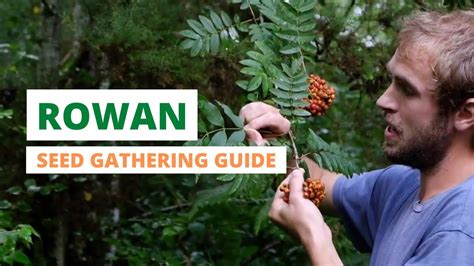 Rowan Tree Seeds Grow Your Own Planting Guide Howspruceblog