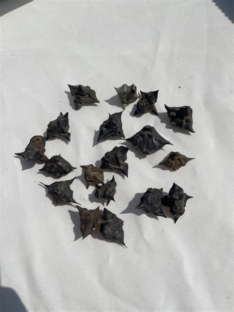 25 Devil Pod Seeds Spike Nuts Bat Nuts Crafting Beading Spiritual