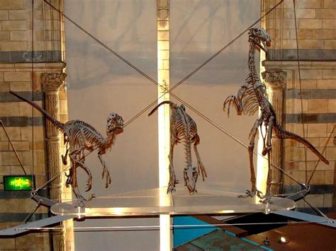 驰龙 Dromaeosaurus 爱博文传