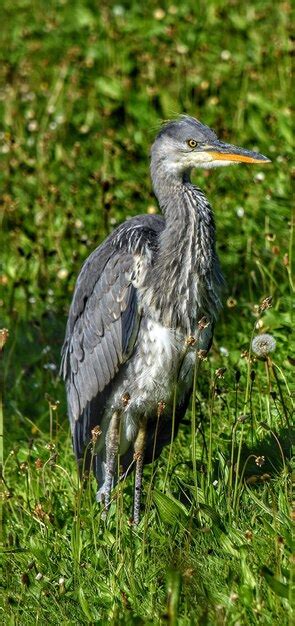 Premium Photo Juvenile Grey Heron