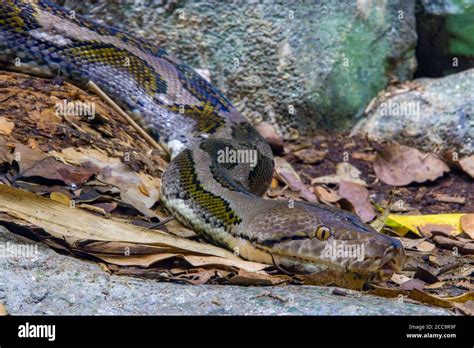 Le Python Réticulé Malayopython Reticulatus Est Une Espèce De Serpent