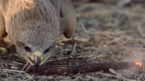 The Untold Truth Of Firehawks