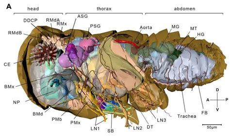 浙江大学张传溪教授：图解昆虫学 知乎