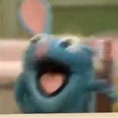 Screaming Tutter Memes Bonitos Fotos De Animais Engraçados Imagens Hilárias