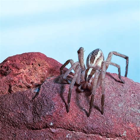 Spin Wolf Spider Dier Gratis Foto Op Pixabay