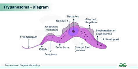Trypanosomes Diagram Morphology And Life Cycle Geeksforgeeks