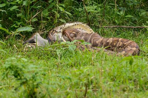 Indian Rock Python And A Langur Framesofnature