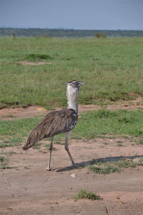 Who Is This Odd Looking Guy Masai Mara Kenya Rwhatsthisbird