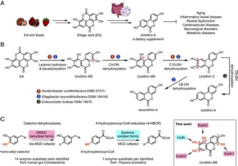 Distinct Classes Of Gut Bacterial Molybdenum Dependent Enzymes Produce