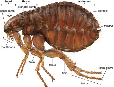 What Do Fleas Look Like How To Identify Fleas The Pest Informer