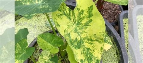 Клубни 30 сортов колоказий и алоказии купить в Краснодаре | Товары для ...