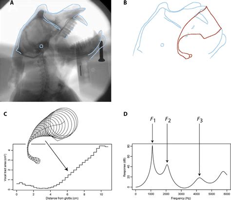 Methodology For Constructing A Single Vocal Tract Configuration A We