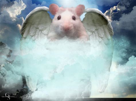 Angel Rat By Frenchfox On Deviantart