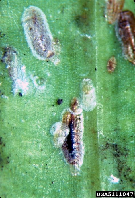 Juniper Fiorinia Scale Fiorinia Pinicola Maskell