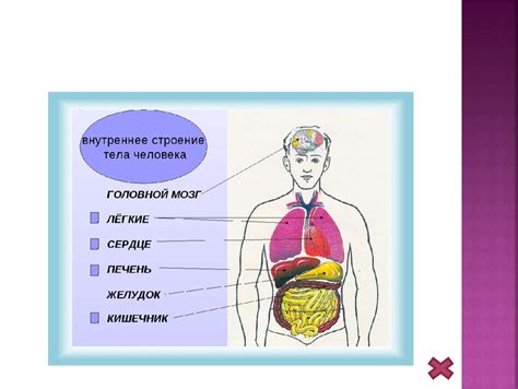 2 класс тех карта строение тела человека