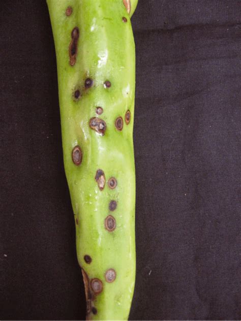 Aloe Vera Brown Spots On Aloe Vera Plant