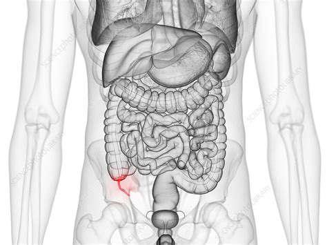 Appendix Illustration Stock Image F027 5757 Science Photo Library