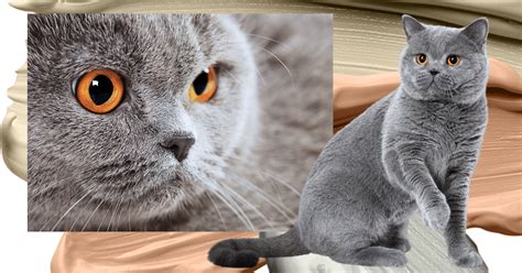 Know It All British Shorthair Colors In The Spotlight