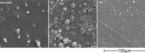 Sem Surface Micrographs L To R Uncoated T37 And T28 Download