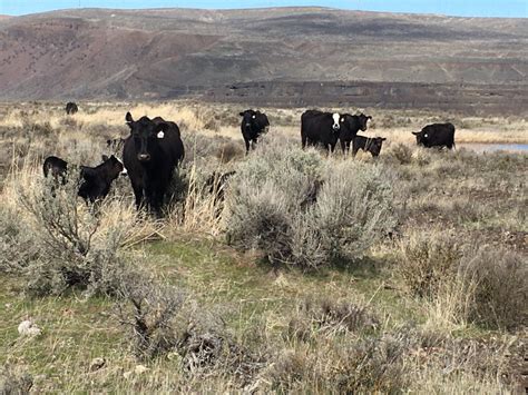 Judge Denies Injunction In King Ranch Dispute With Washington Dept Of