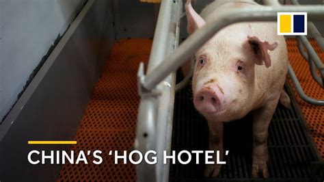 Inside Chinas Hog Hotel Youtube