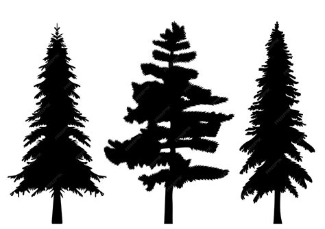 White Spruce Silhouette