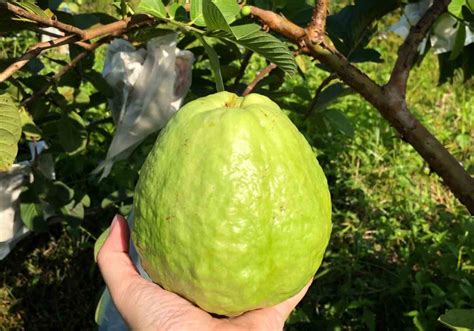 Melaka Set To Patent Lohan Guava As Iconic Fruit Citizens Journal