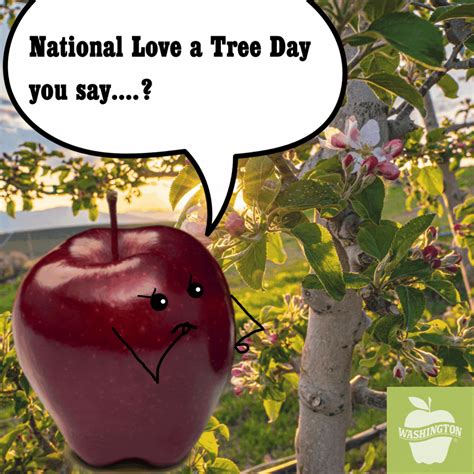 Admittedly We Love All The Washington Apple Trees Washington Apple
