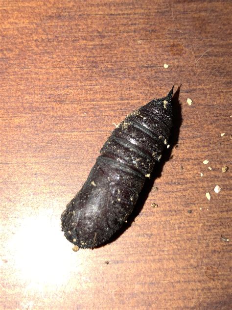 Hard Black Pupae About 1 Inch Long Any Idea What This Is Rwhatsthisbug