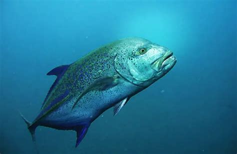Amberjack Description Habitat Image Diet And Interesting Facts