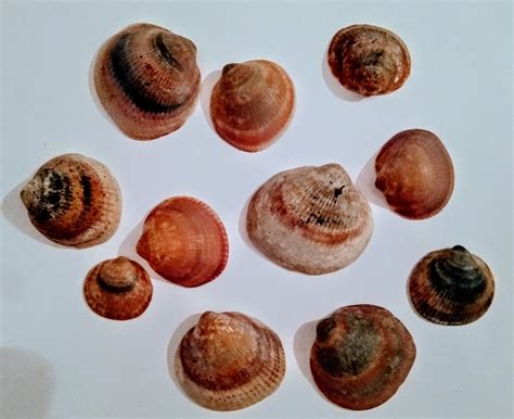 كل انواع الصدف تشيللو صدف بحري للبيع Sea Shell Store Facebook