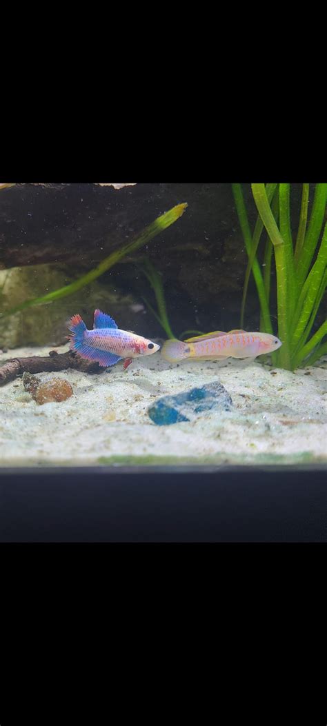 Peacock And Assorted Female Betta Rfish
