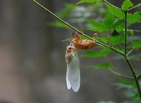 Cicadas Japan Experience