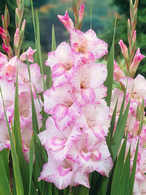 Gladiolus My Love Order Online At Dutchgrown™