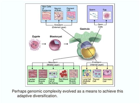 PPT The Origins Evolution Of Genome Complexity PowerPoint Presentation ID 4365611