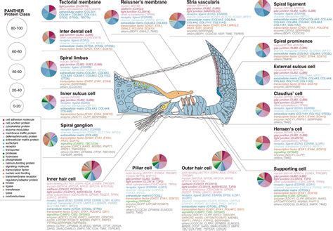 Deafness Gene