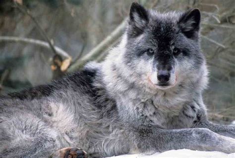 Decline Of Oregons Nw Wolf Population Created Environmental Imbalance