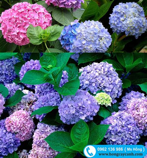 Cách Chăm Sóc Hoa Cẩm Tú Cầu đổi Màu