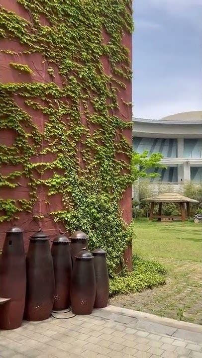 너무 멋진 담쟁이 덩쿨 Youtube