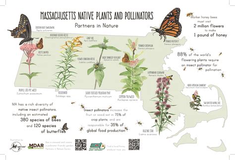Native Species In Design Standards Town Of Westminster Ma
